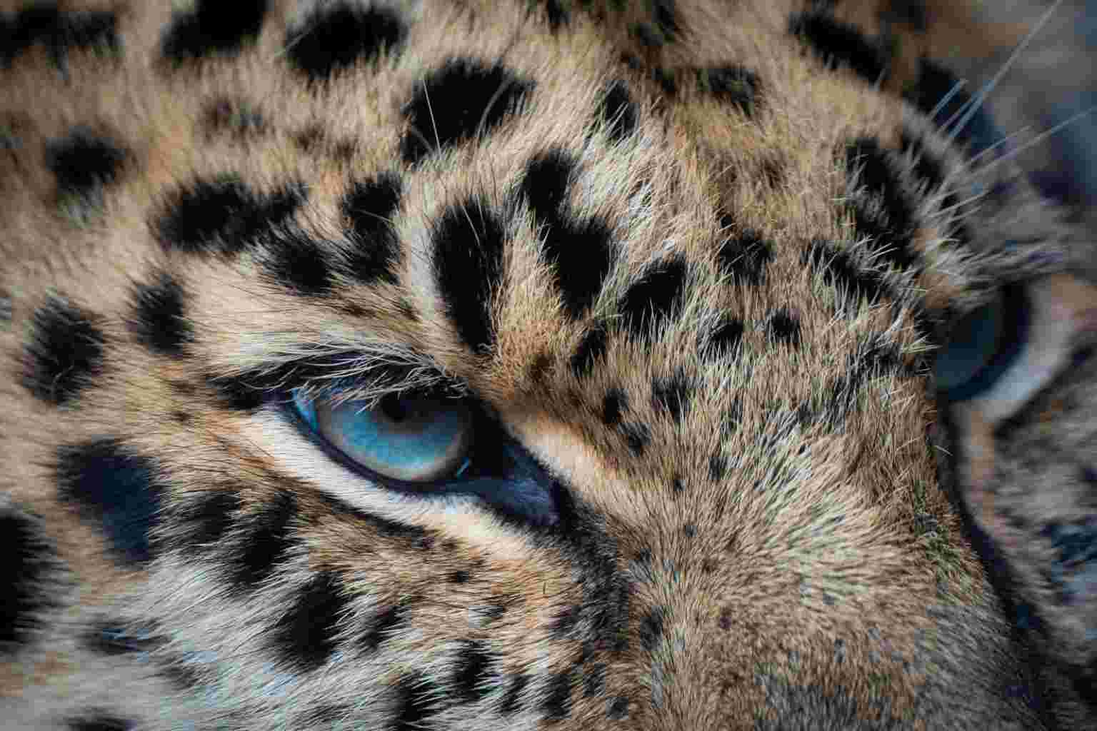 How to select a lens for Wildlife Photography - Best Photography Gear